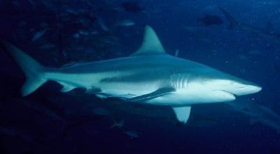 Blacktip Shark Facts and Information with Pictures